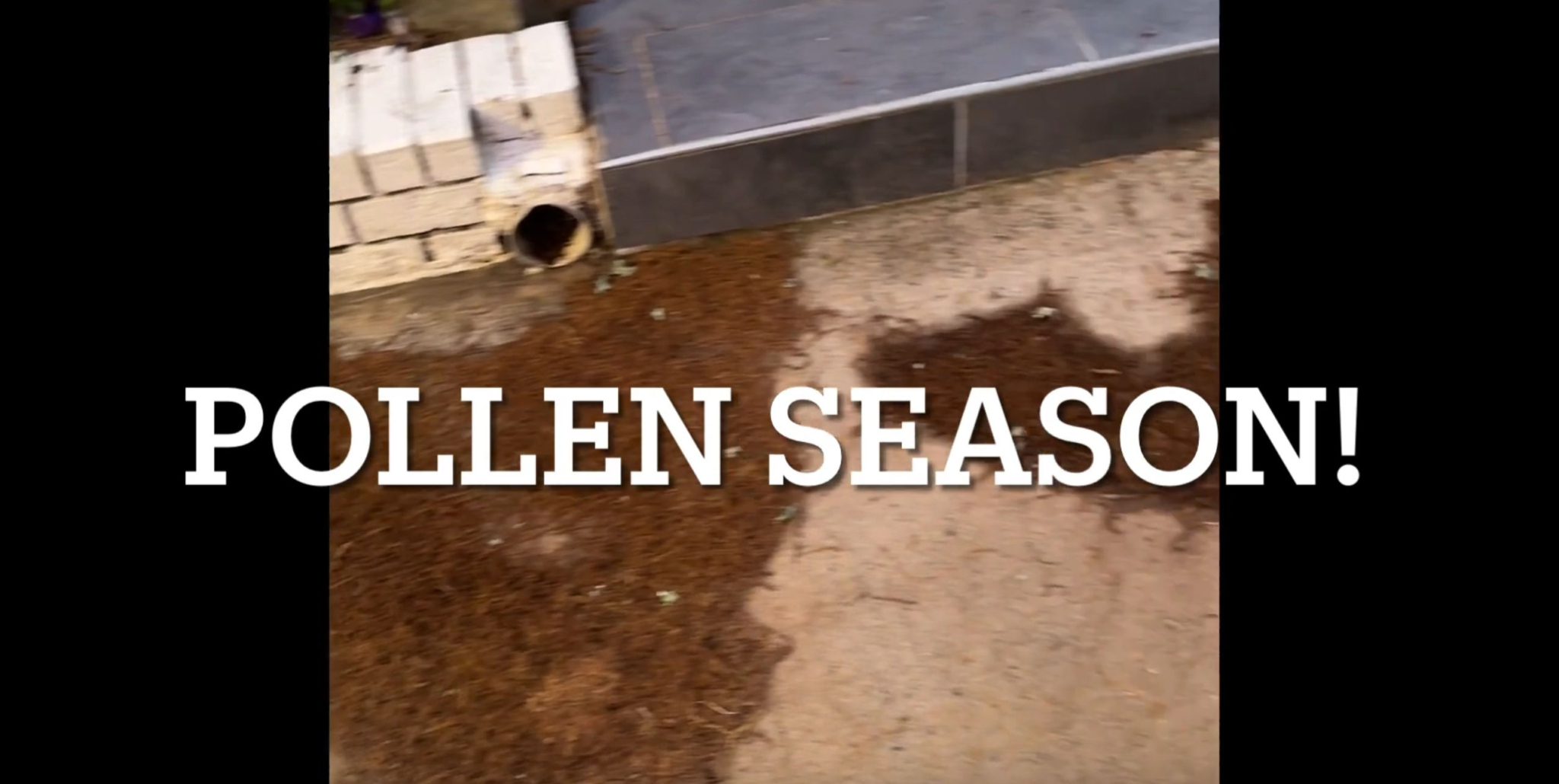 Pollen Tassels and Your Pool Skimmer | Townley Pool and Spa